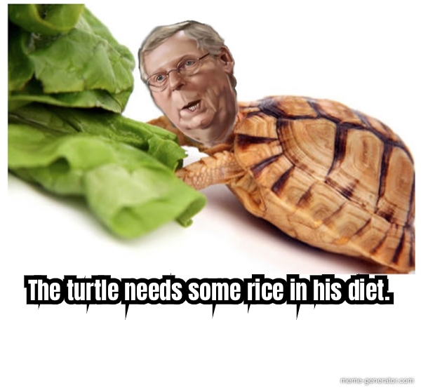 Can Turtles Eat Rice? Everything You Need to Know - PlantHD